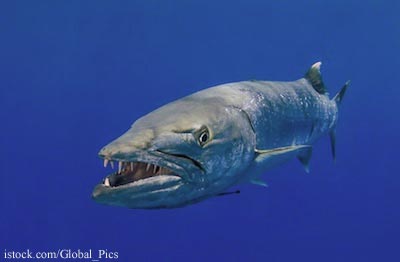 Fish Lands Top Spots in CDC Food Poisoning Study