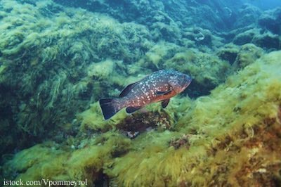 CDC Warns of Ciguatera Fish Poisoning in New York City