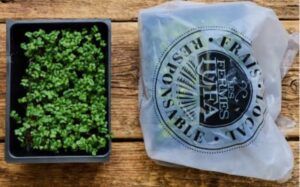 Les Fermes Lufa Broccoli Microgreens Recalled For E. coli
