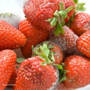 Flour and Other Contaminated Foods: Food Defect Action Levels