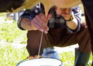 Five Raw Milk Outbreaks Highlight the Inherent Risks