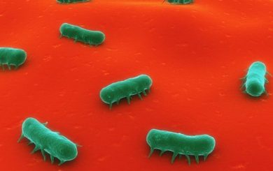 Salmonella Outbreak: How are Cucumbers Contaminated?